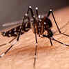 5 things you didn’t know about mosquitoes