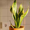 Before you buy a snake plant, experts want you to know these 5 things