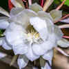 7 fascinating flowers that unfurl their petals under the moonlight