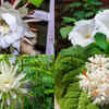 7 fascinating flowers that unfurl their petals under the moonlight