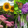 7 Low-maintenance UK plants that attract birds, bees, and butterflies