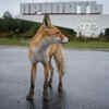 Wasteland turned wildlife hotspot: Nearly 40 years after Chernobyl ...
