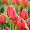 July gardening in Australia: The best flowers, vegetables and fruit ...