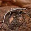 From walking on ceilings to shooting blood: 5 shocking lizard facts