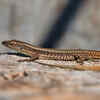 From walking on ceilings to shooting blood: 5 shocking lizard facts