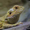 From walking on ceilings to shooting blood: 5 shocking lizard facts
