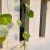 Neighbours overlooking your balcony? Try these 6 plants to create a ...