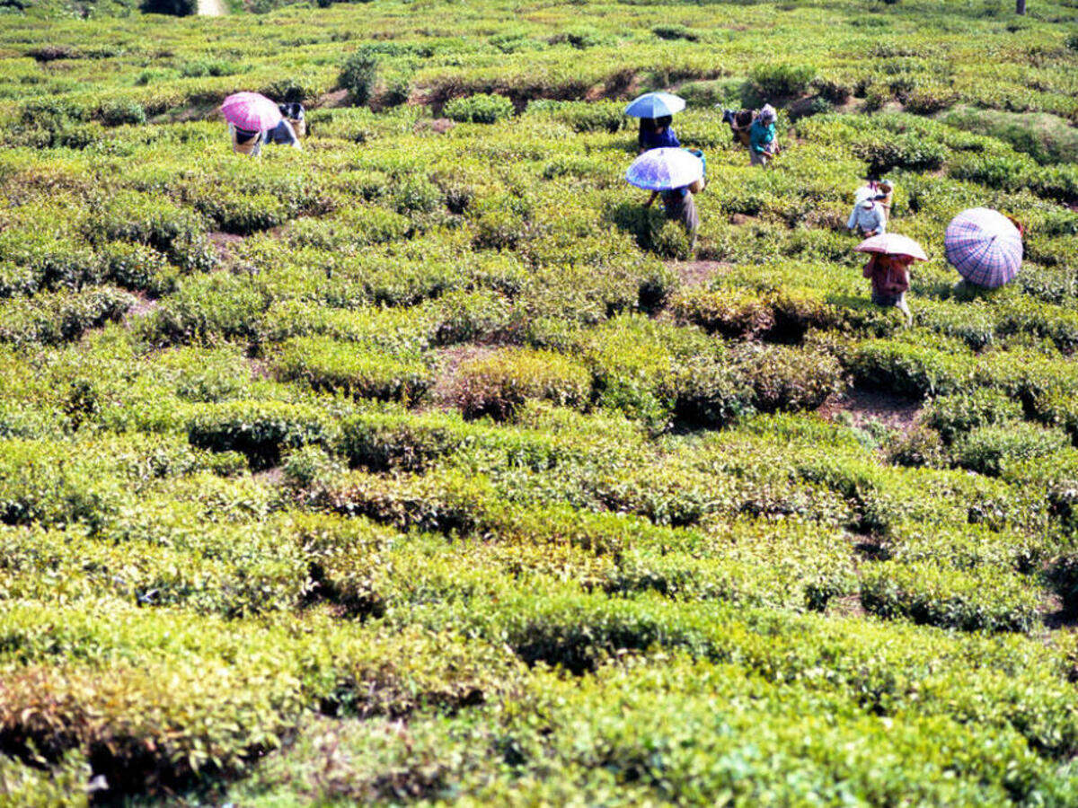 Eco Tourism Makaibari Welcome To Holidayhomeindia Makaibari