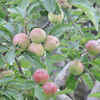 Apple Story of Thanedhar - Shimla: Get the Detail of Apple Story of ...