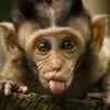 Chinese scientists create autistic monkeys in the hope of finding new ...