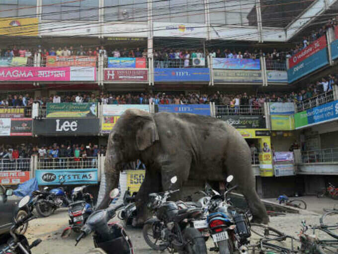 Elephant rampage in Siliguri, cars trampled, homes smashed | The Times ...