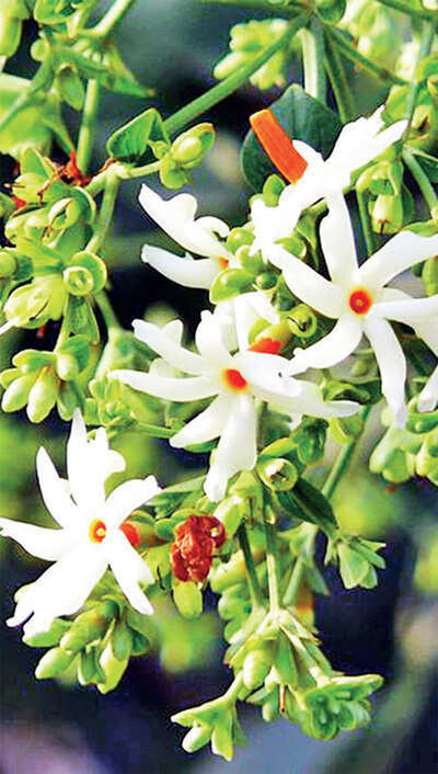 Parijatha Flower Images | Best Flower Site