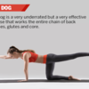 Bird Dog Exercise