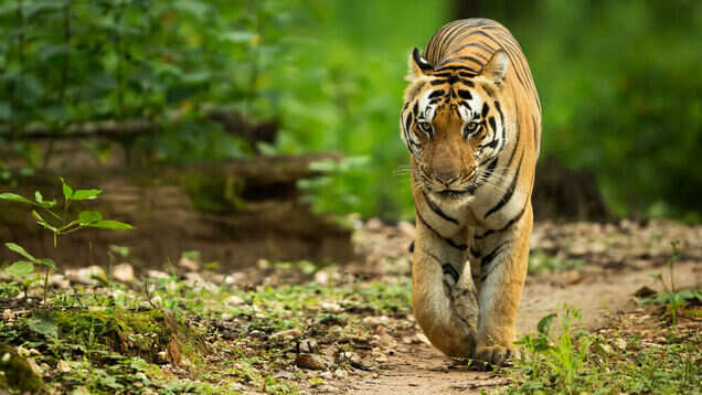 Visit waterfalls of Kaimur in Bihar to spot beauty and the beasts ...