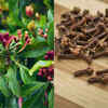 This is how the spices look like before they are processed