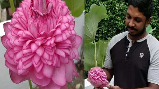 Green living: A rare 1000 petal lotus blooms in Tripunithura, Kerala ...