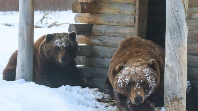 Fat Bear Week begins in Katmai National Park | TimesTravel