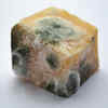 Rotten Cheese
