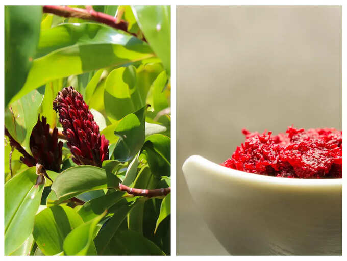 What is Teeta Phool? What makes it so unique? | The Times of India