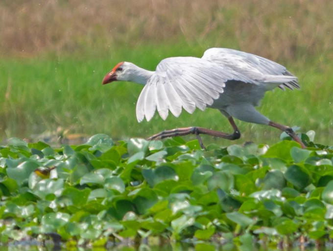 Photos: This Odisha bird is last surviving member of its species | The ...