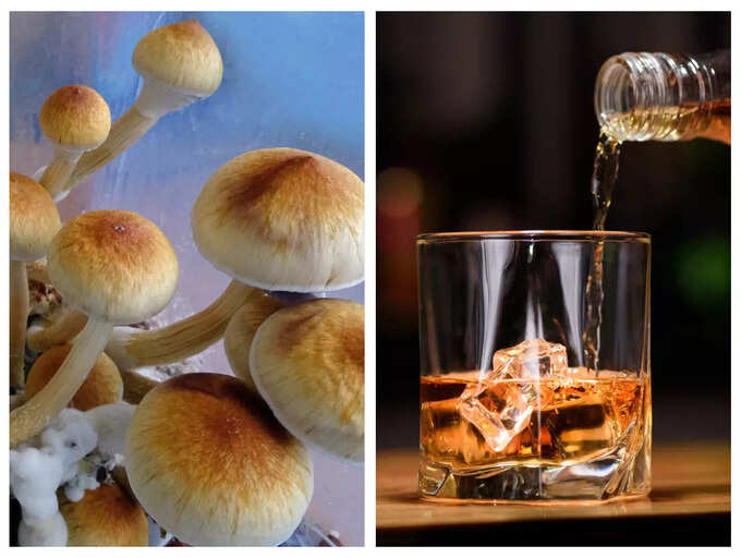 How magic mushrooms can help quit heavy drinking | The Times of India