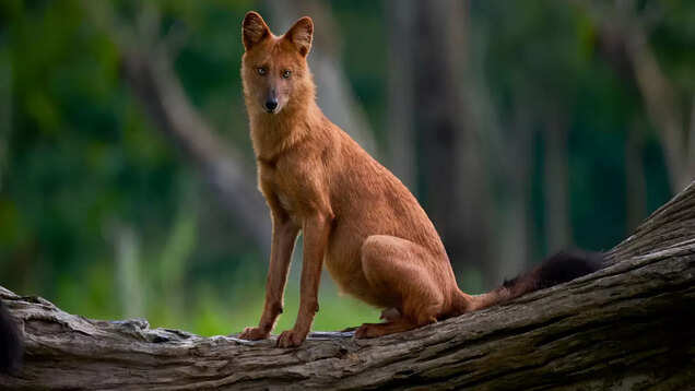 Vansda National Park, Gujarat’s hidden gem | TimesTravel