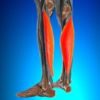 Exercises to strengthen the soleus muscle (one of the potential muscles ...