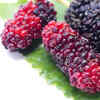 Shahtoot Benefits: It’s the season of Shahtoot! Benefits and uses of ...