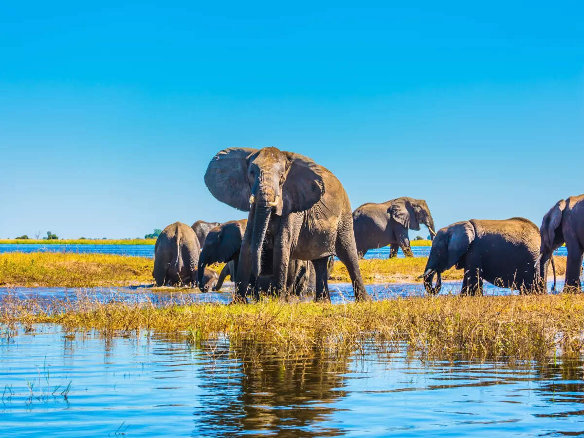 Okavango Delta