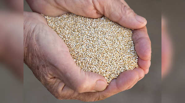 Quinoa vs Dalia, which is better and how?