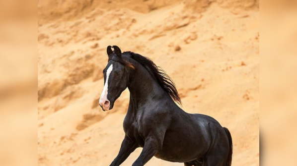Top 10 best native Indian horse breeds