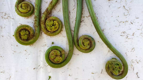 8 vegetables from across India that make monsoon so special