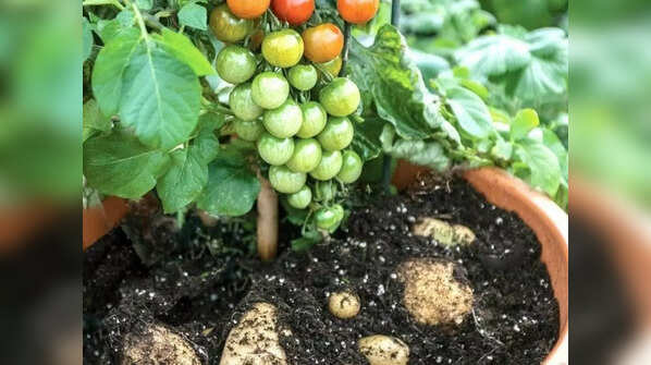 Scientists develop 'Brimato' - A hybrid vegetable that's grown on a ...