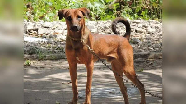 10 fascinating native Indian dog breeds you must know
