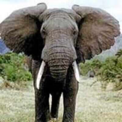 Farmers fight elephants with chilli peppers