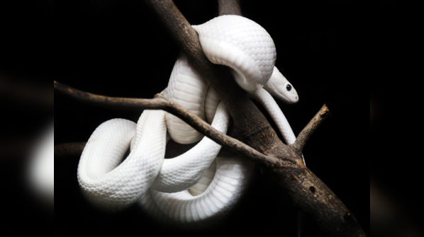 What it means if you see a snake in your dream, based on the snake’s color