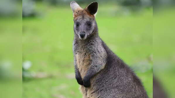 The Swamp Wallaby: The only animal that remains pregnant its whole life