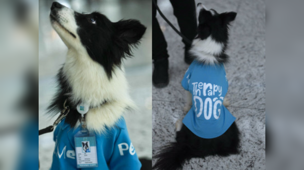 Istanbul airport introduces therapy dogs to ease passenger anxiety