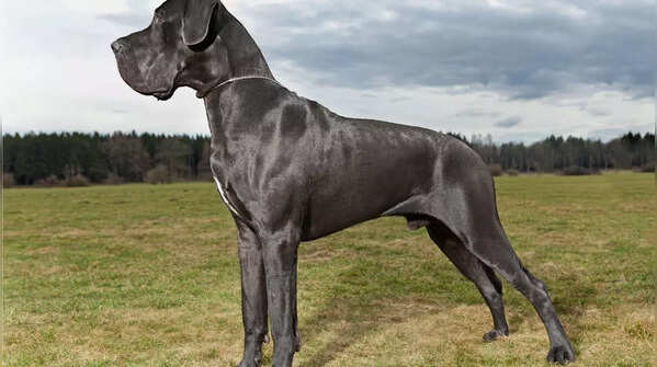The most elegant dog breeds in the US
