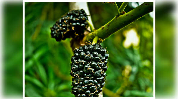 Iron rich foods for vegetarians