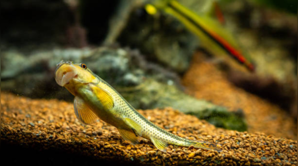 Self-cleaning aquariums: Fish that can naturally keep your tank clean