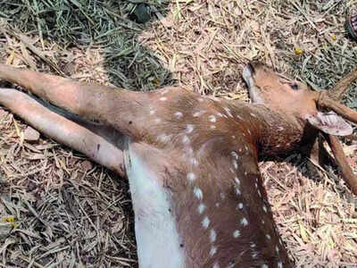 Deer under attack