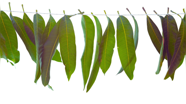 Why in India toran of mango leaves is tied at the entrance of homes