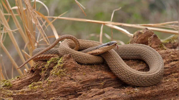 7 animals that can sense natural disasters before they strike ...
