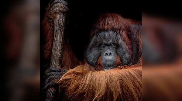 Stunning wildlife photos shot by award-winner Thomas Vijayan