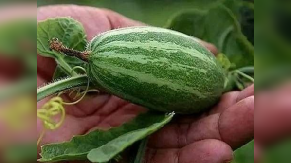 Parwal Benefits: 7 reasons why parwal is the ultimate summer vegetable