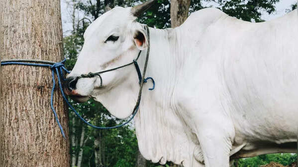 8 most popular cow breeds found in India