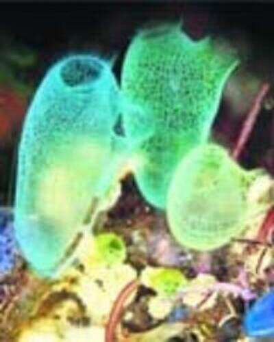 Sea creatures could help us grow muscles