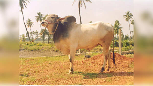 10 Indian cow breeds and what makes them unique