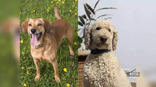 Here's how mutts and designer dogs are different